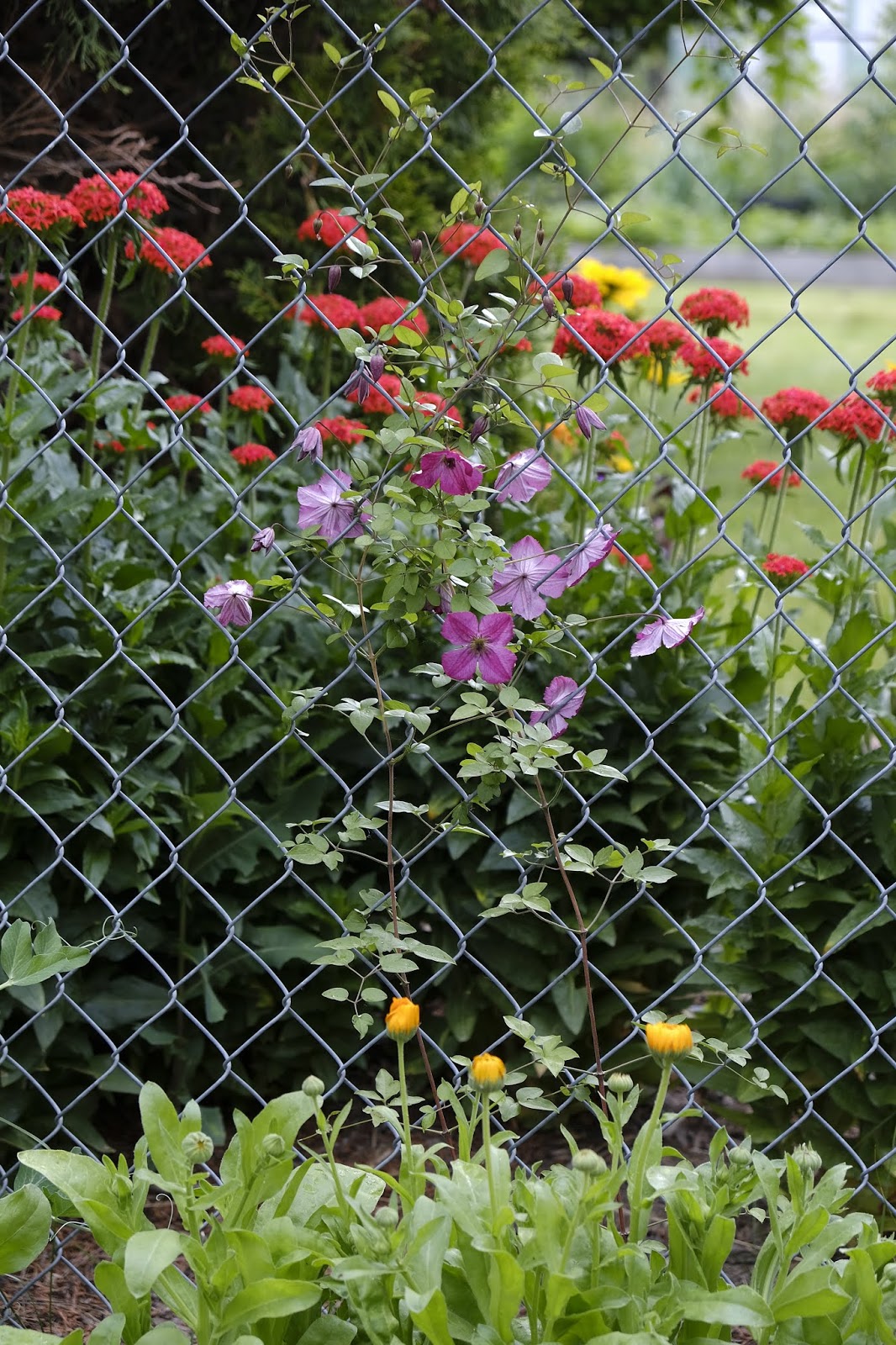 Aiakastid, kõrgendatud peenrad