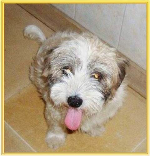 Adoptándonos: Guille, hermoso perrito barbincho tamaño chico en ...