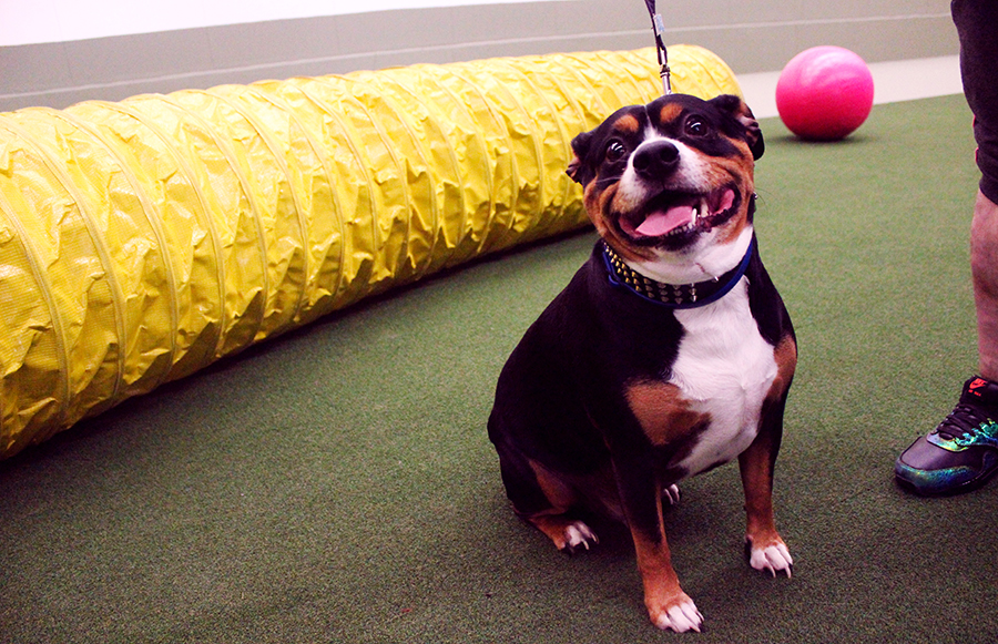 K9 Elementary Melbourne Indoor Dog Park Australian Dog Lover k9-elementary-melbourne-indoor-dog-park-australian-dog-lover