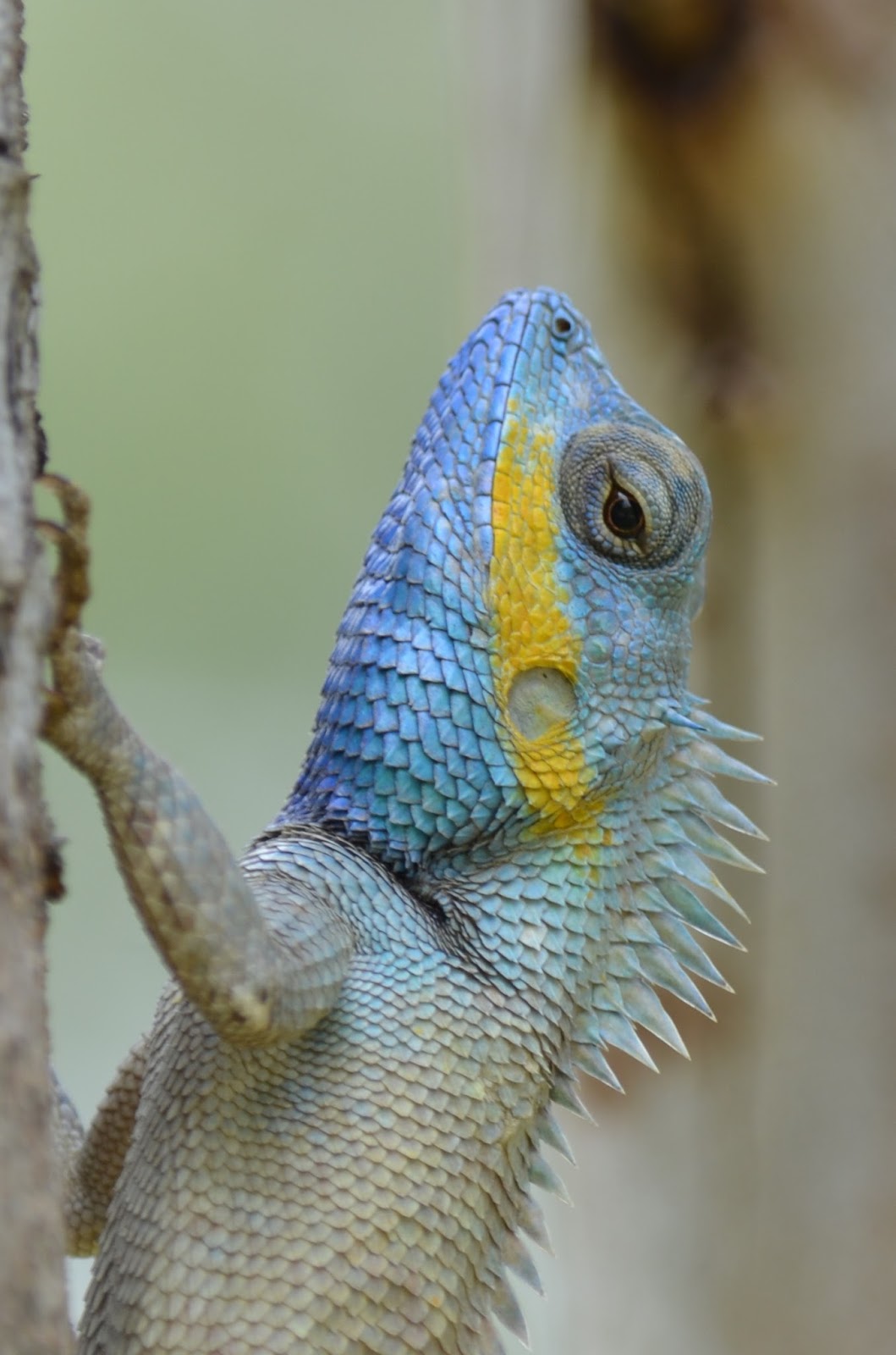 Wildlife of S. E. Asia and S. America. A Photo Journal by Francis ...