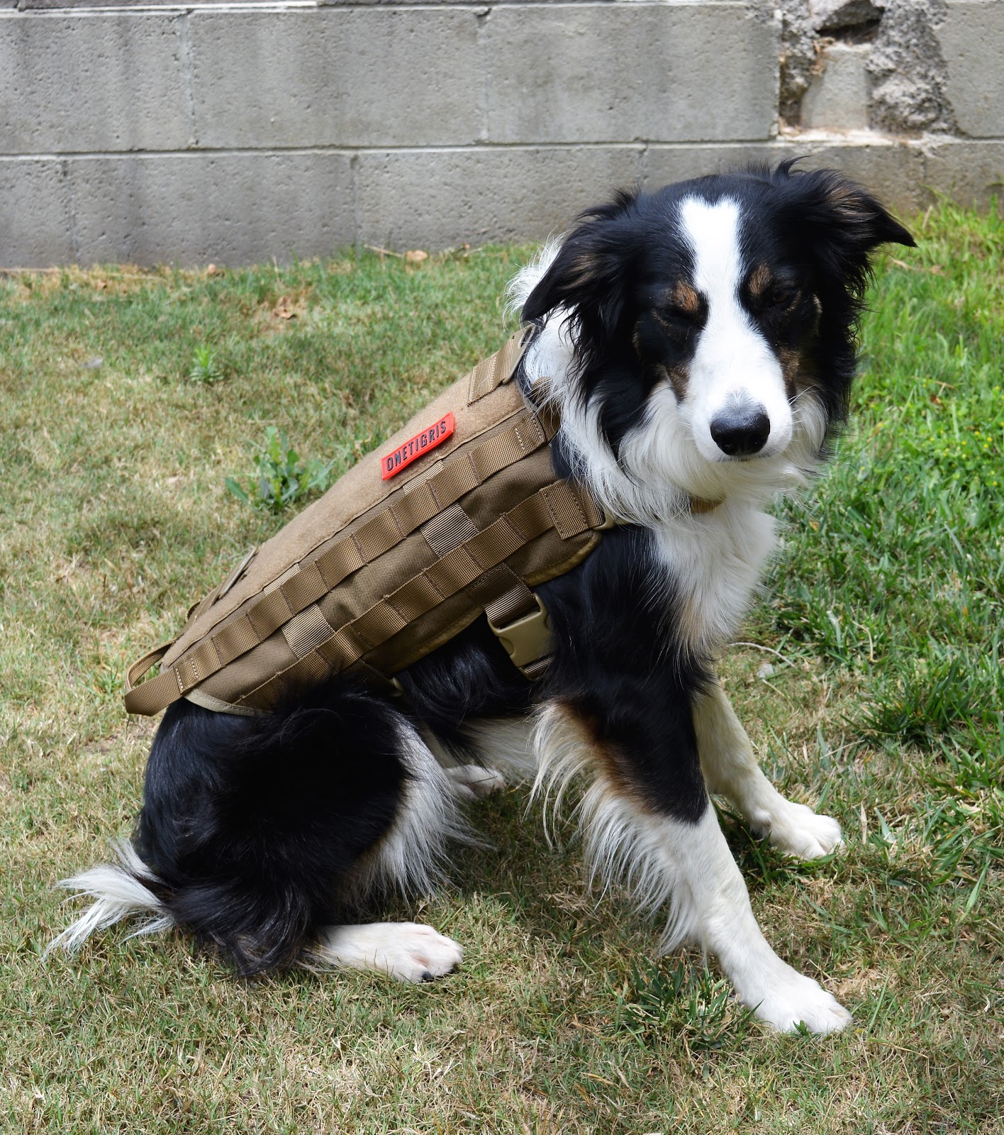 The Dog Geek: Product Review: OneTigris Tactial Molle Harness