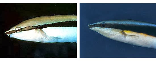 Global Explorers Blog