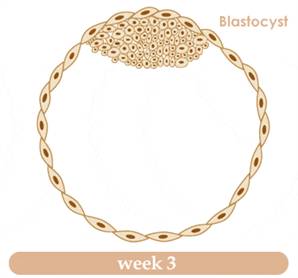 Signs Of Pregnancy : Third Weeks Advices