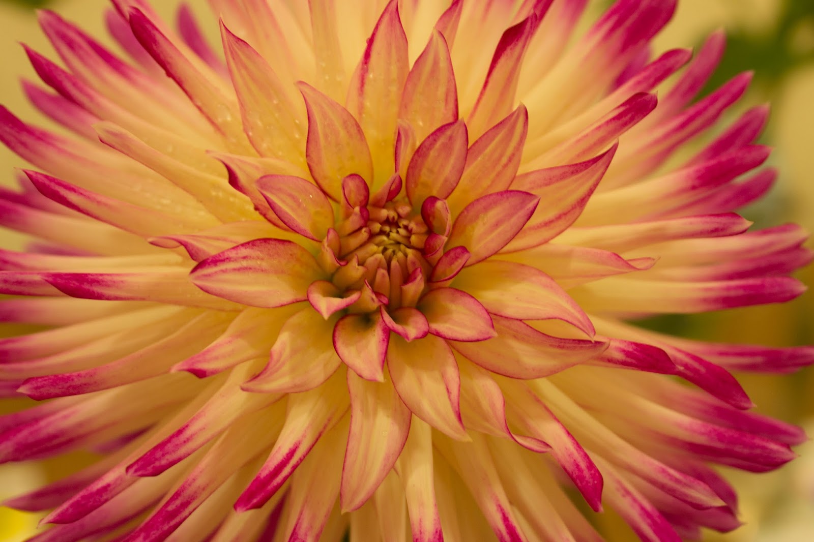 Midwestern City Girl: Favorite Flower #1: The Dahlia