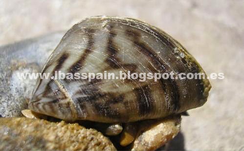 LBass: Como nos afecta a los pescadores el Mejillón cebra.