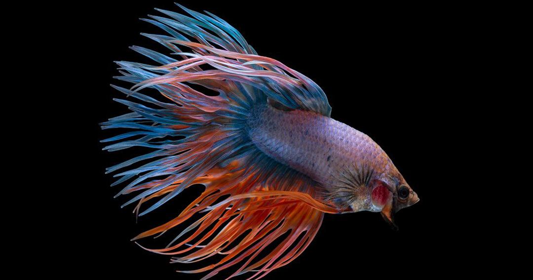 5 Easy tricks to teach to your Betta fish - The Buzz Land