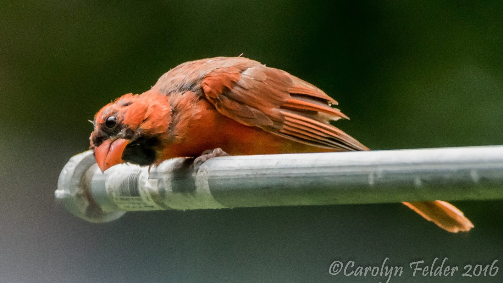 Photo Musings of a Marshwiggle - Welcome to Narnia: Weekend Wildlife ...