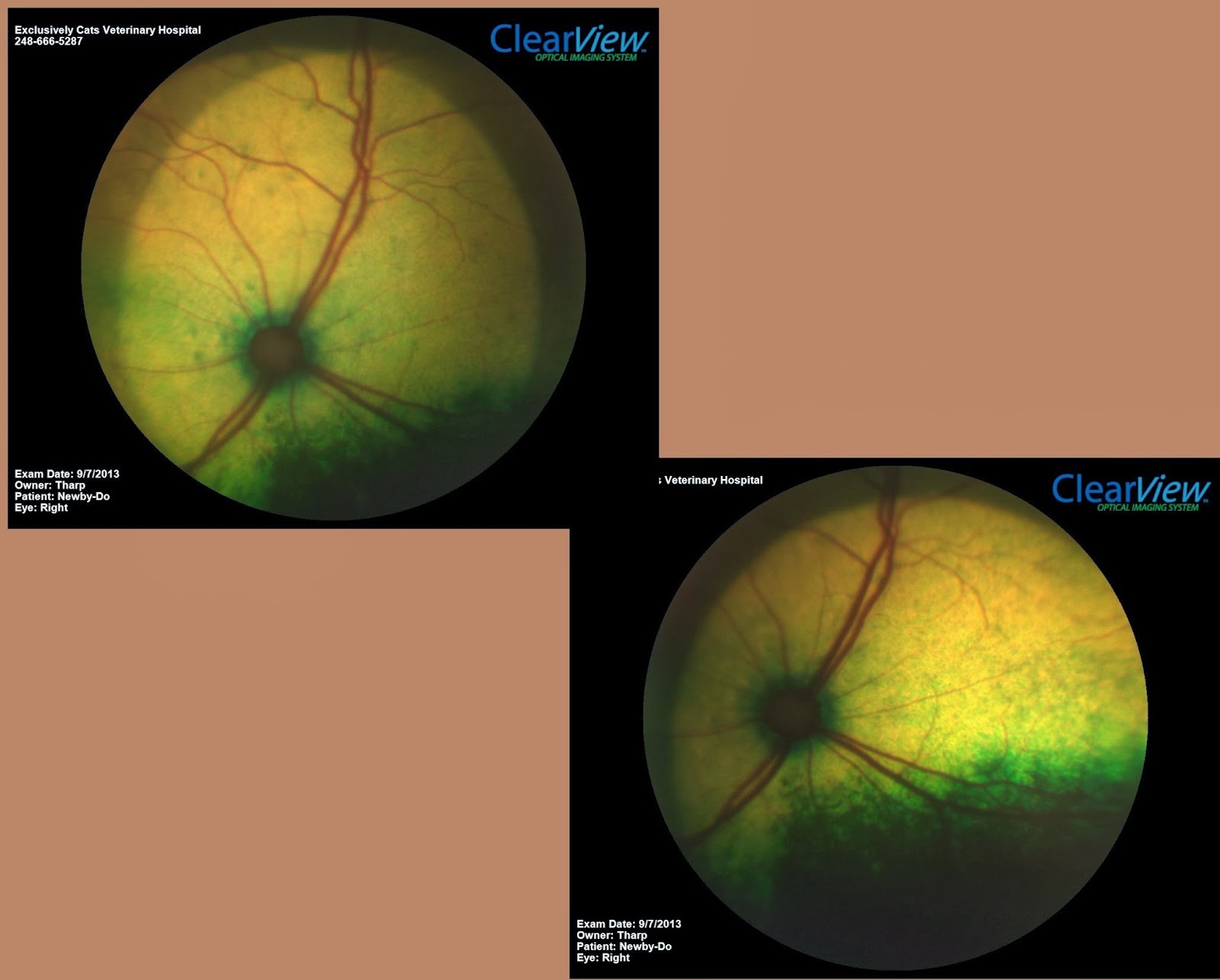 Exclusively Cats Veterinary Hospital Blog: Case study: Sally ...