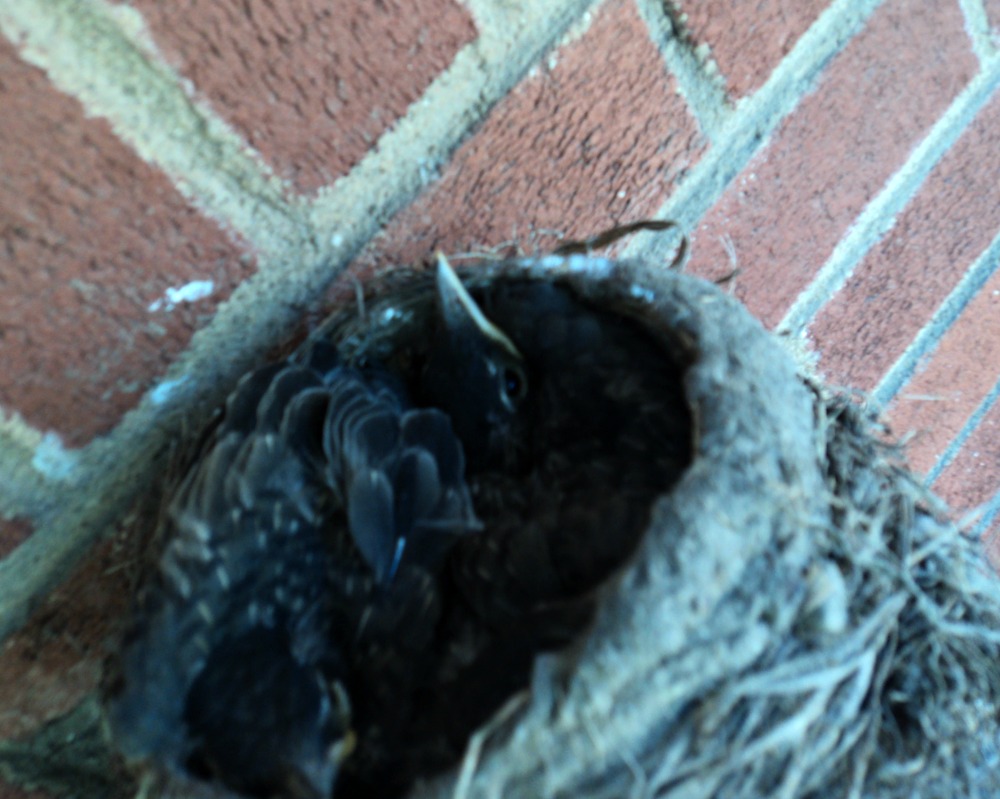 The Robin Revue: Watching Our Baby Robins Hatch