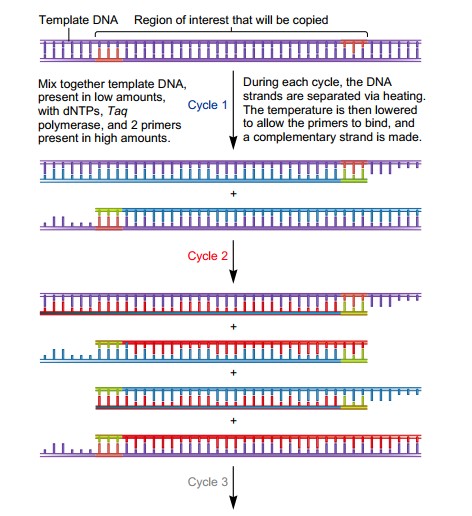 Principe , Technique et Application de la PCR | BioEduc