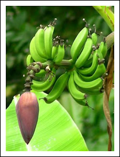 MUZ RESİMLERİ-Manzaralar