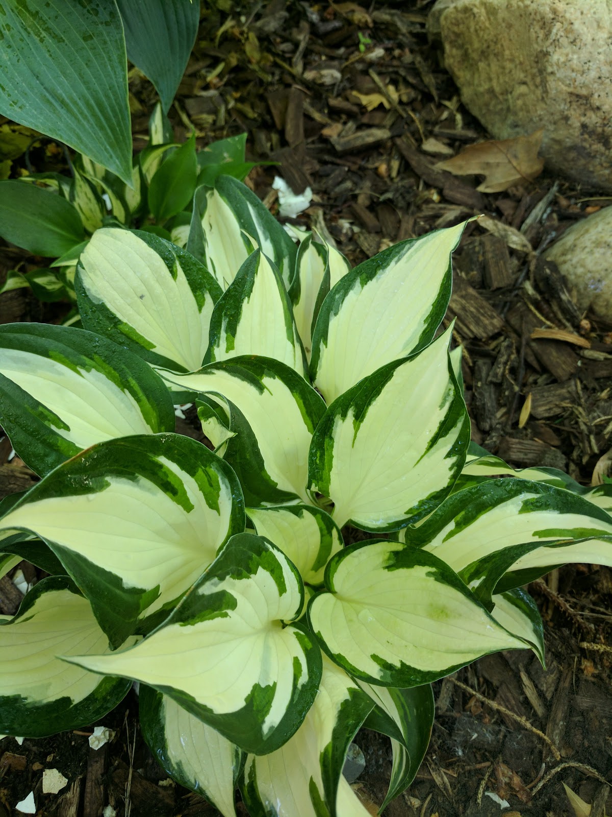 WildDakotaWoman TM: Hosta Meditation