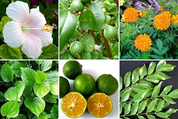 6 Jenis Tumbuhan Herba Penawar