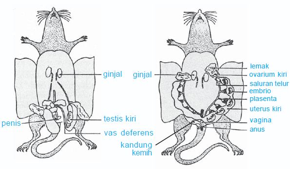 Proses perkembangbiakan pada Katak, Ikan, Reptil, Aves dan Mamalia