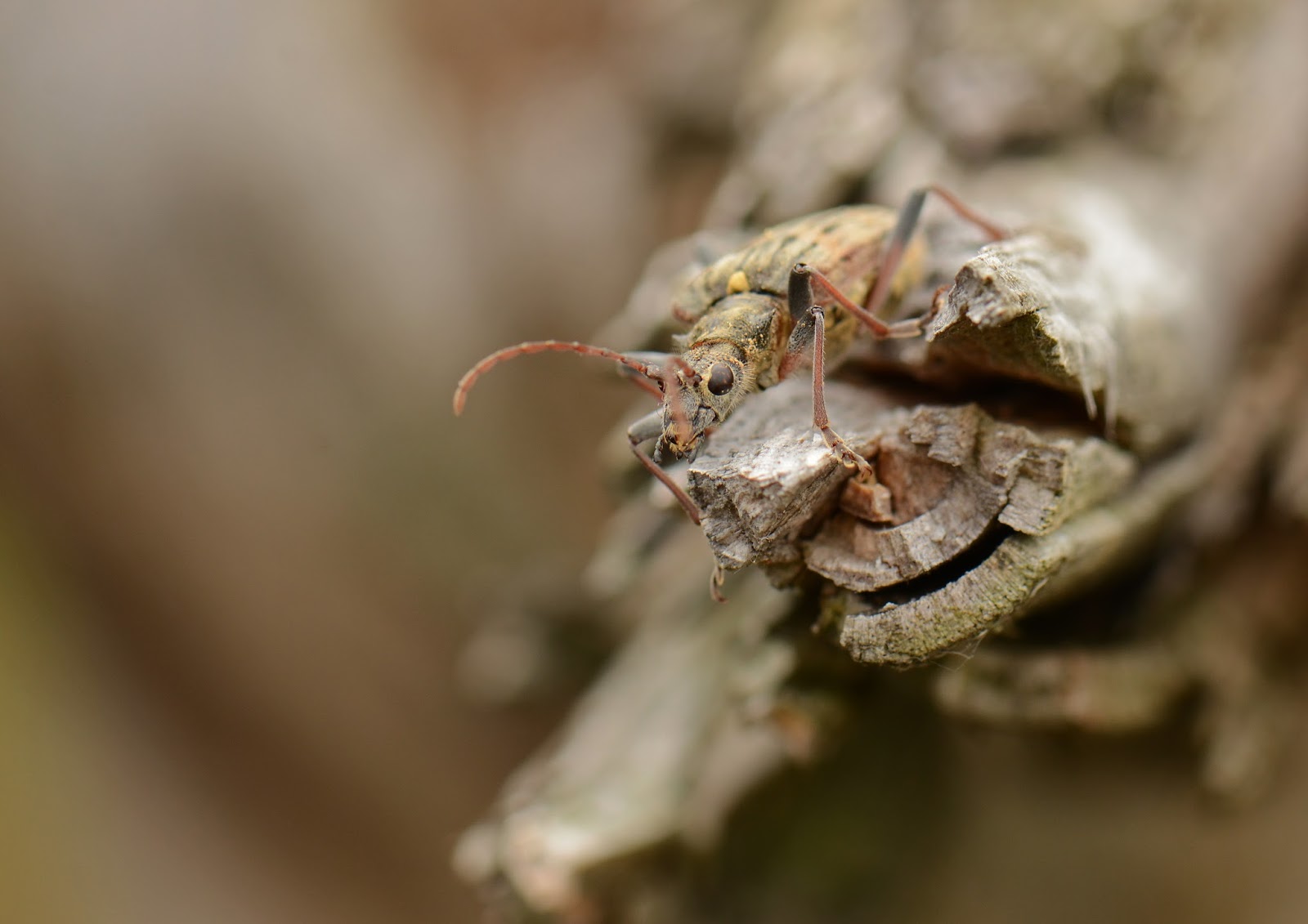 Bird and Bug Diaries...: Chartley Moss NNR