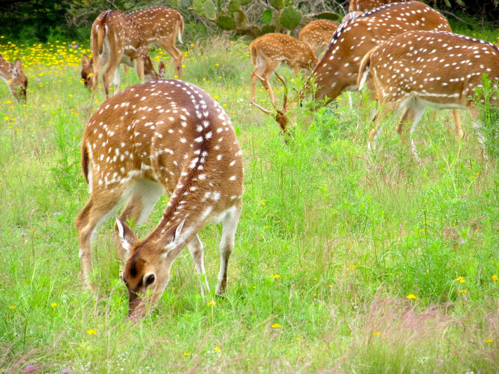 Soul Investing: Some Invasive Species