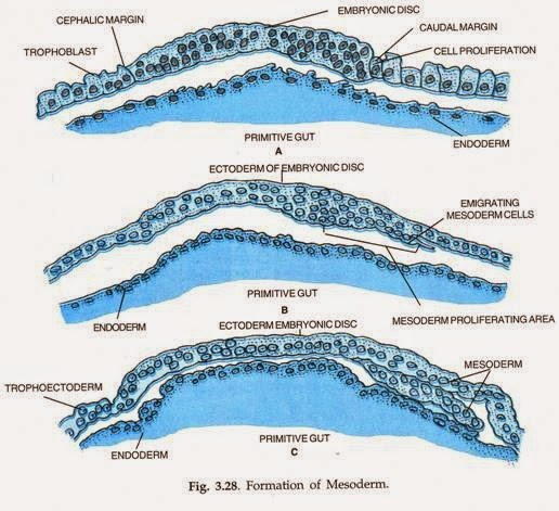 Knowledge Class: Development of Chick