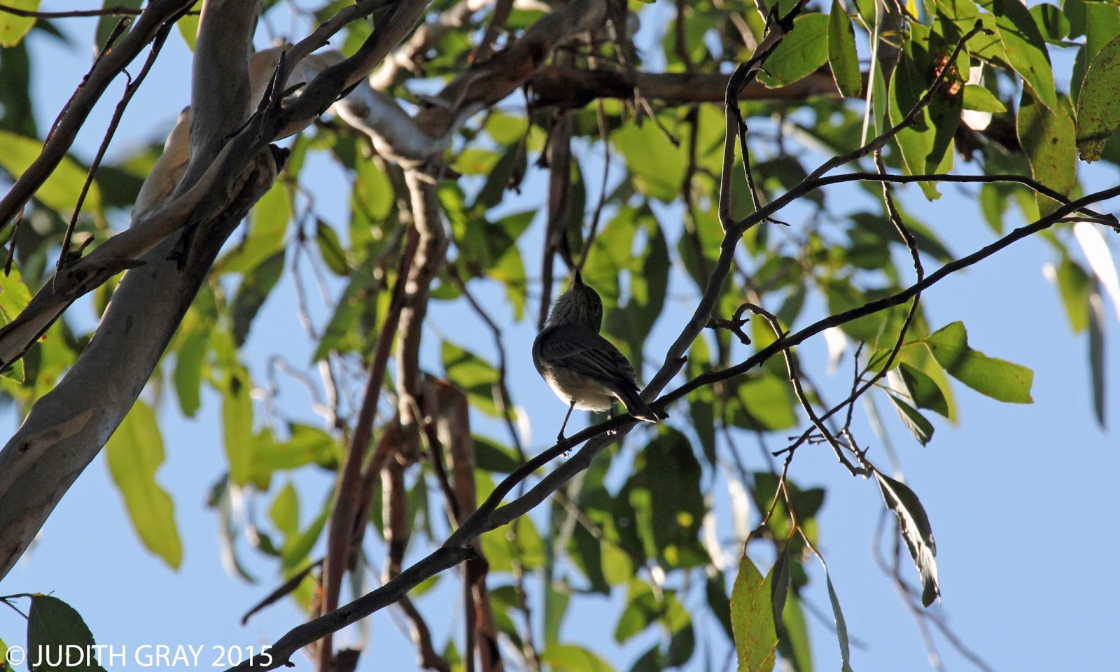 Franke Scrub Remnant Bushland