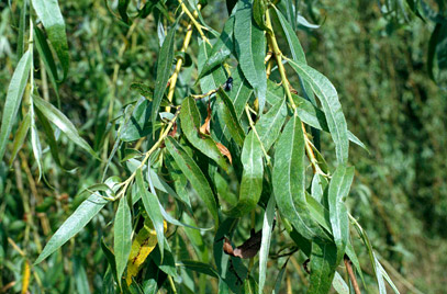 Hoja Subulada (subulata) - Botánica integra