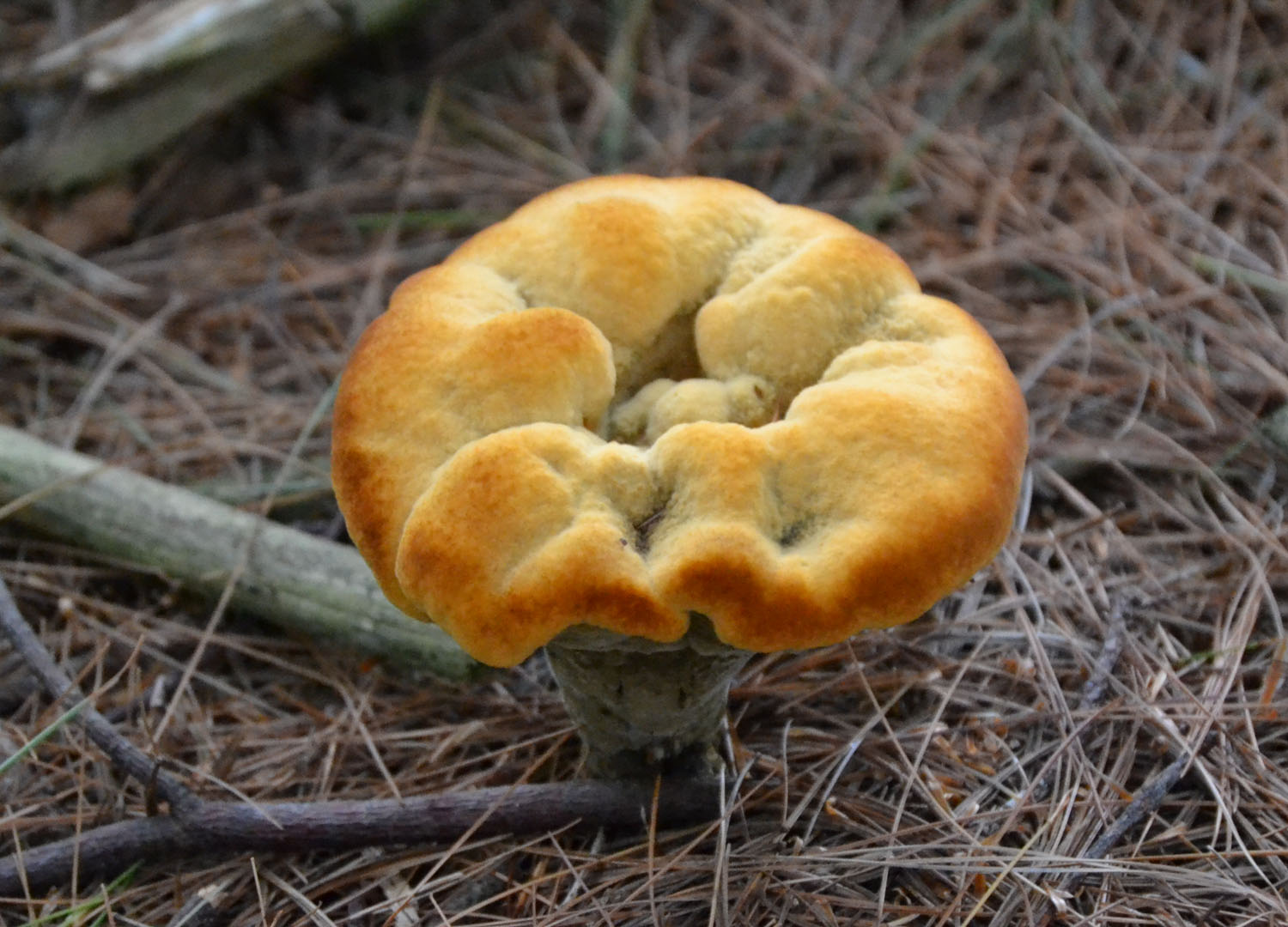 Woods Walks and Wildlife: August 2011