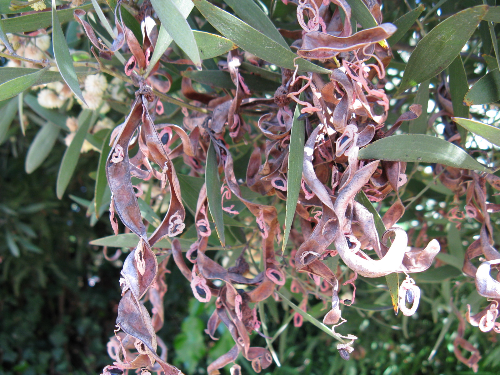 Trees of Santa Cruz County: Acacia melanoxylon - Black Acacia