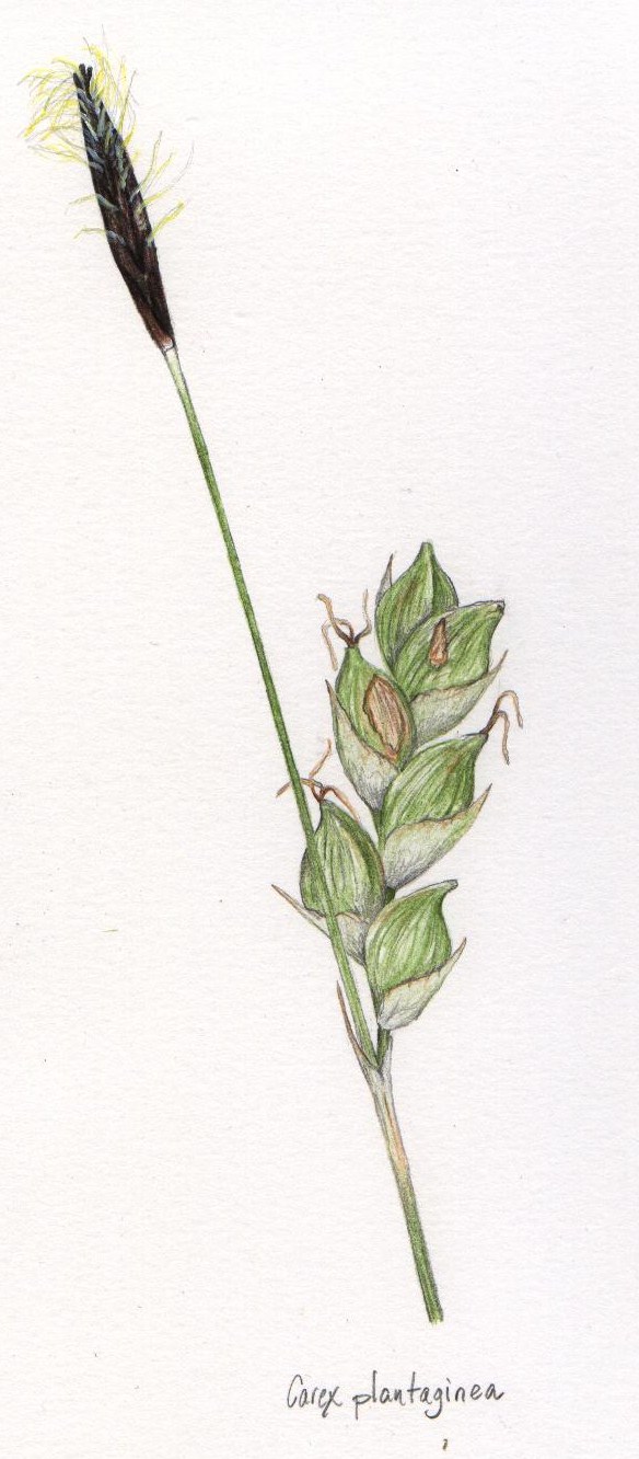 perigynia: Carex plantaginea