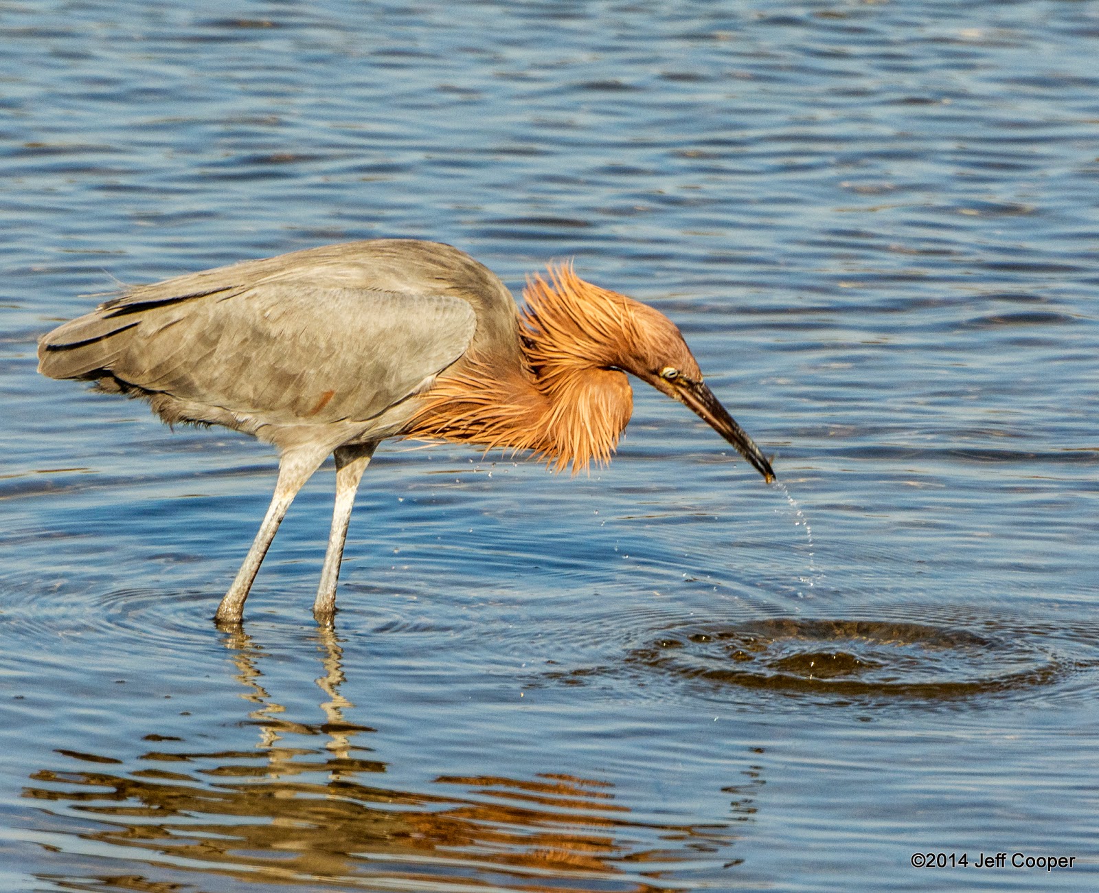 NeoVista Birds and Wildlife: Reddish Egret Foraging Behavior