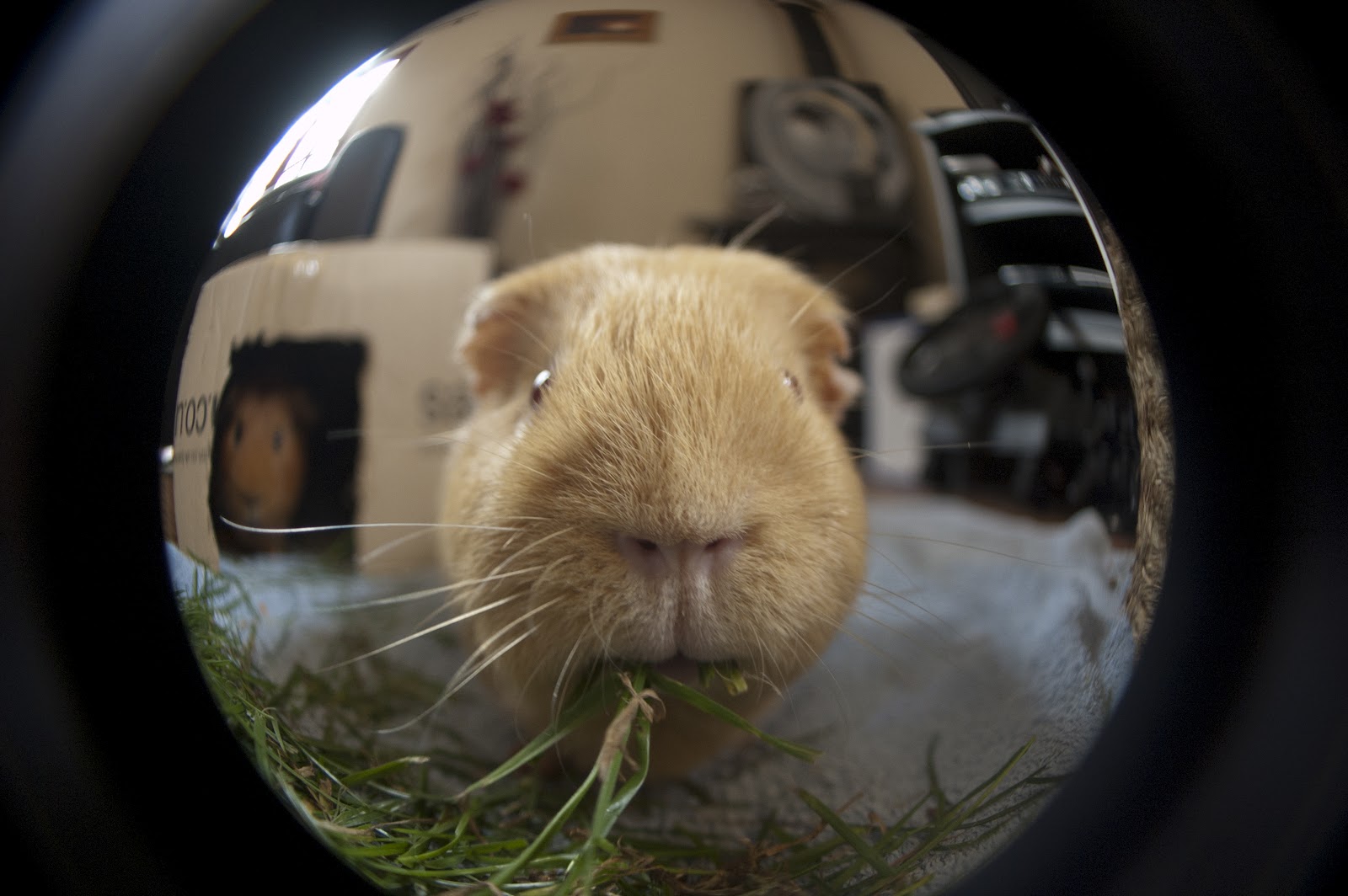 Photobrook Photography: Cutest guinea pig pictures
