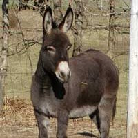 Universo Animal: El asno, ese animal paciente