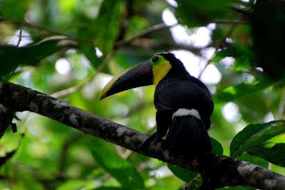 Riha in Costa Rica: Early Morning Bird Walk