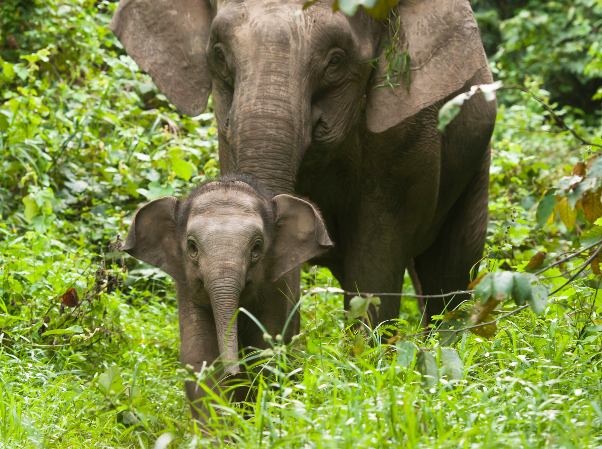 Borneo's elephants get a helping hand from new zoo alliance