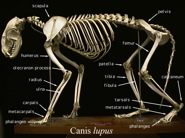 Canis lupus 101: Biology
