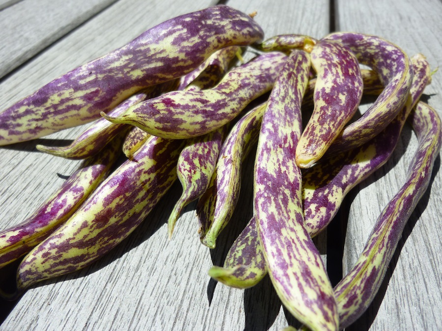 What To Do With Dragon Tongue Beans at Courtney Menard blog