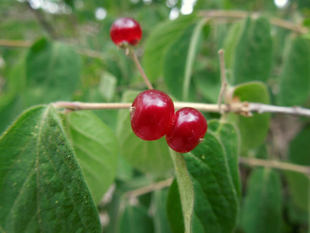 Frutos rojos del CERECILLO - BOTÀNIC SERRAT