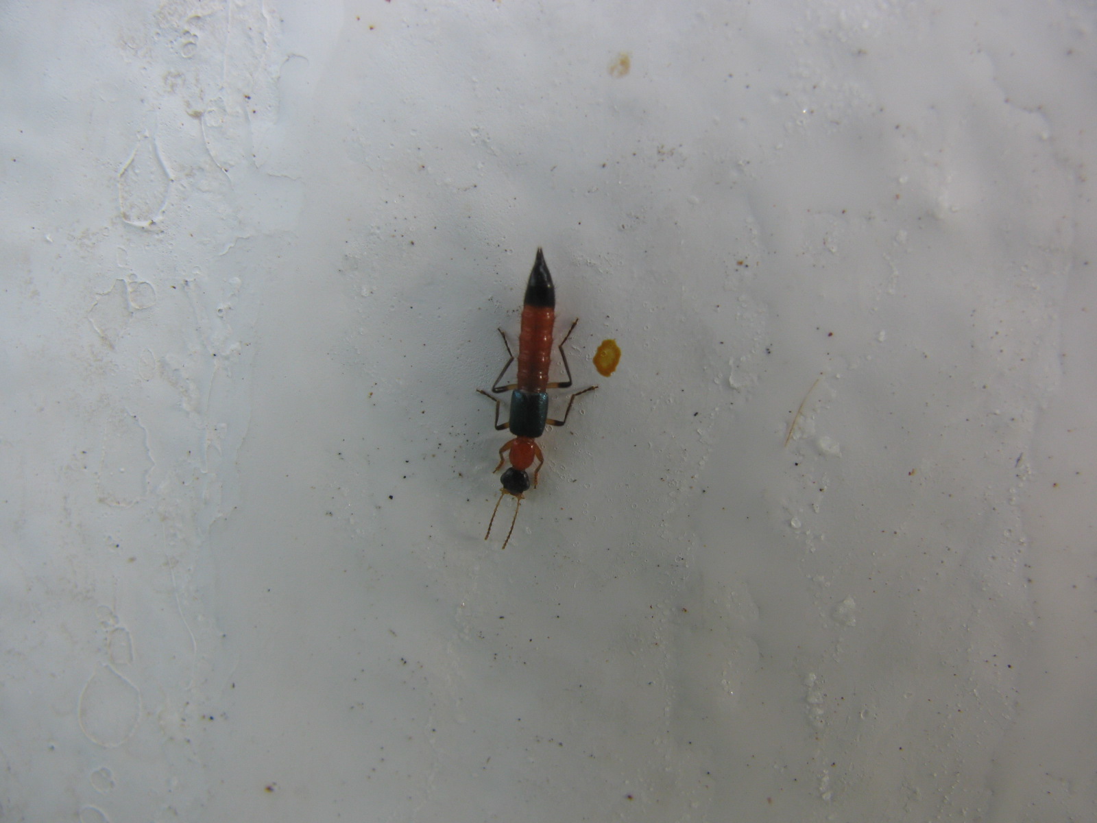 Murray & Candace's Adventures: Acid Bugs...