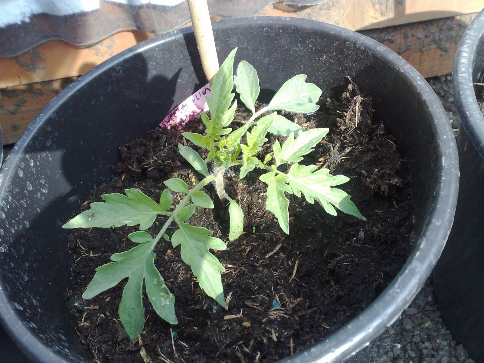 Small veg plot and chicken keeper: Plants at 6 weeks old