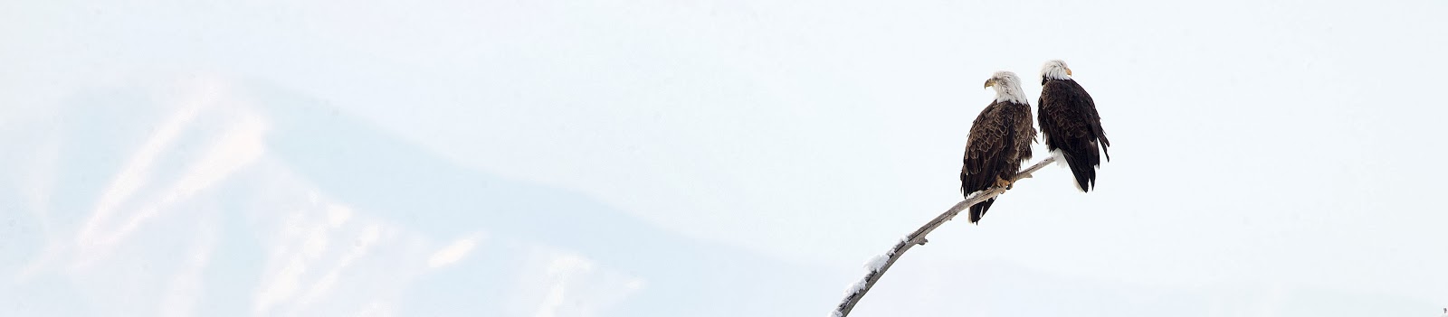 Scott G Winterton Photographer: Dying Bald Eagles