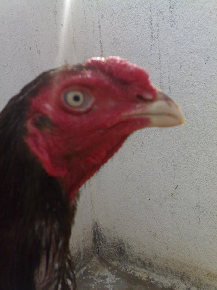 ASEEL FIGHTER PHOTOS - ASEEL FIGHTER PHOTOS