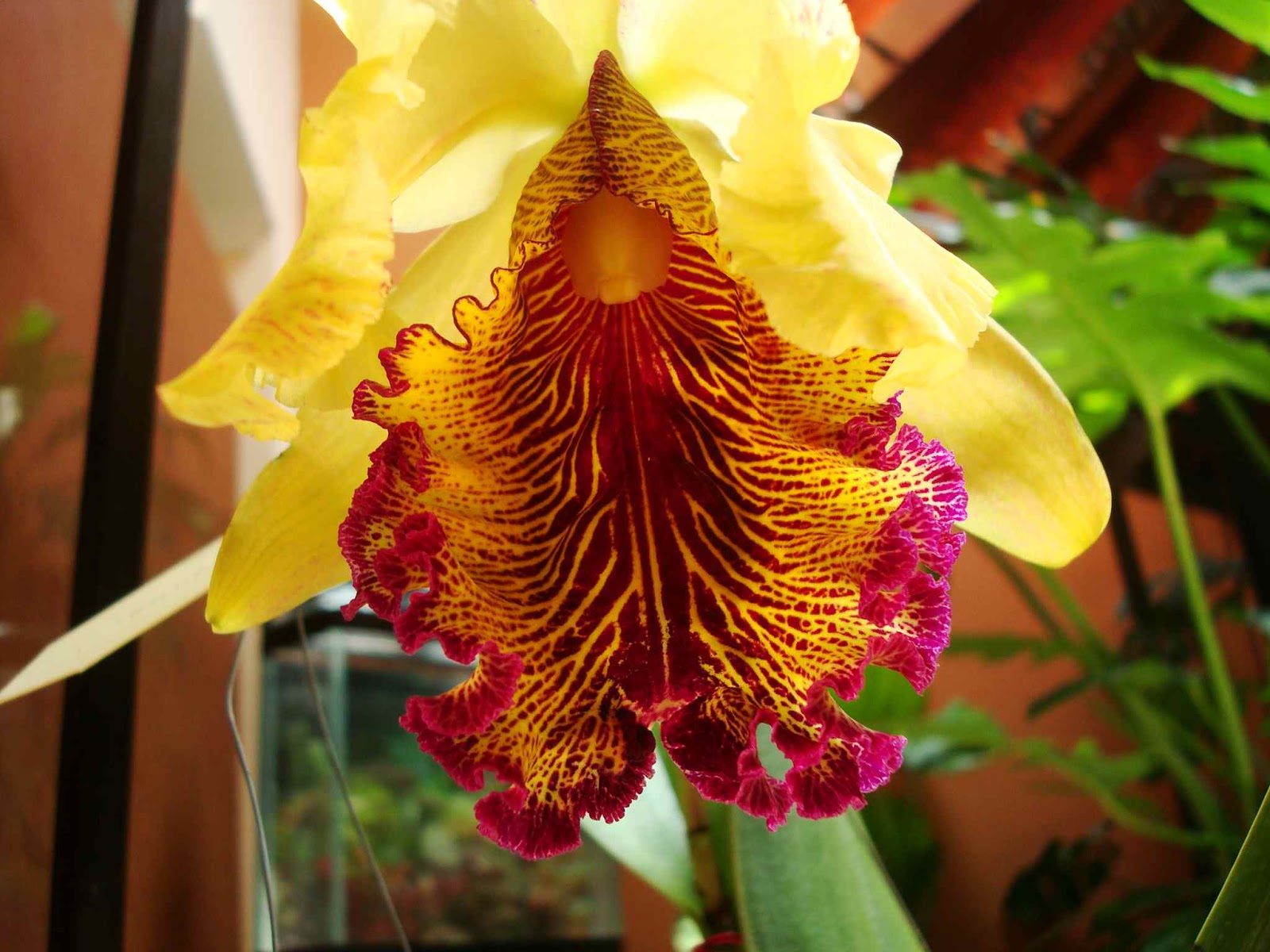 Cattleya Dowiana Aurea - Blog Arco do Verde