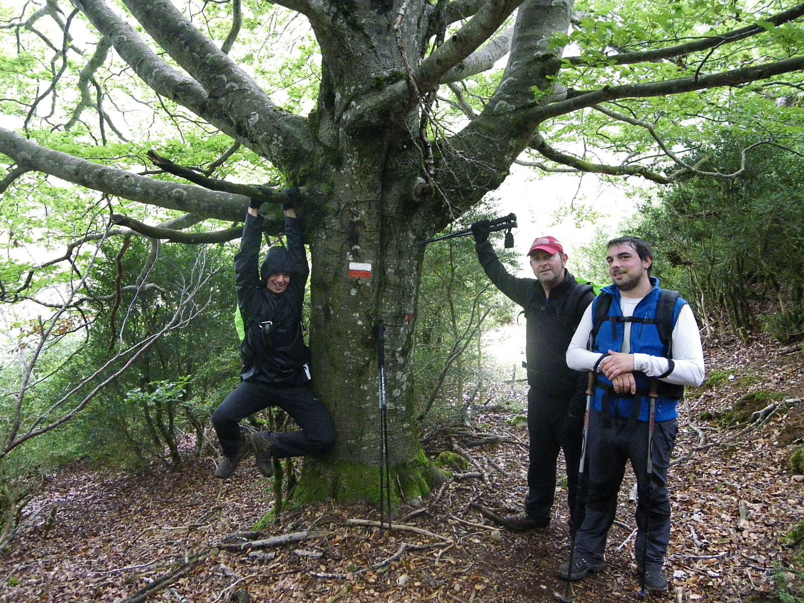 GOTXIKOA: Ioar desde Campezo