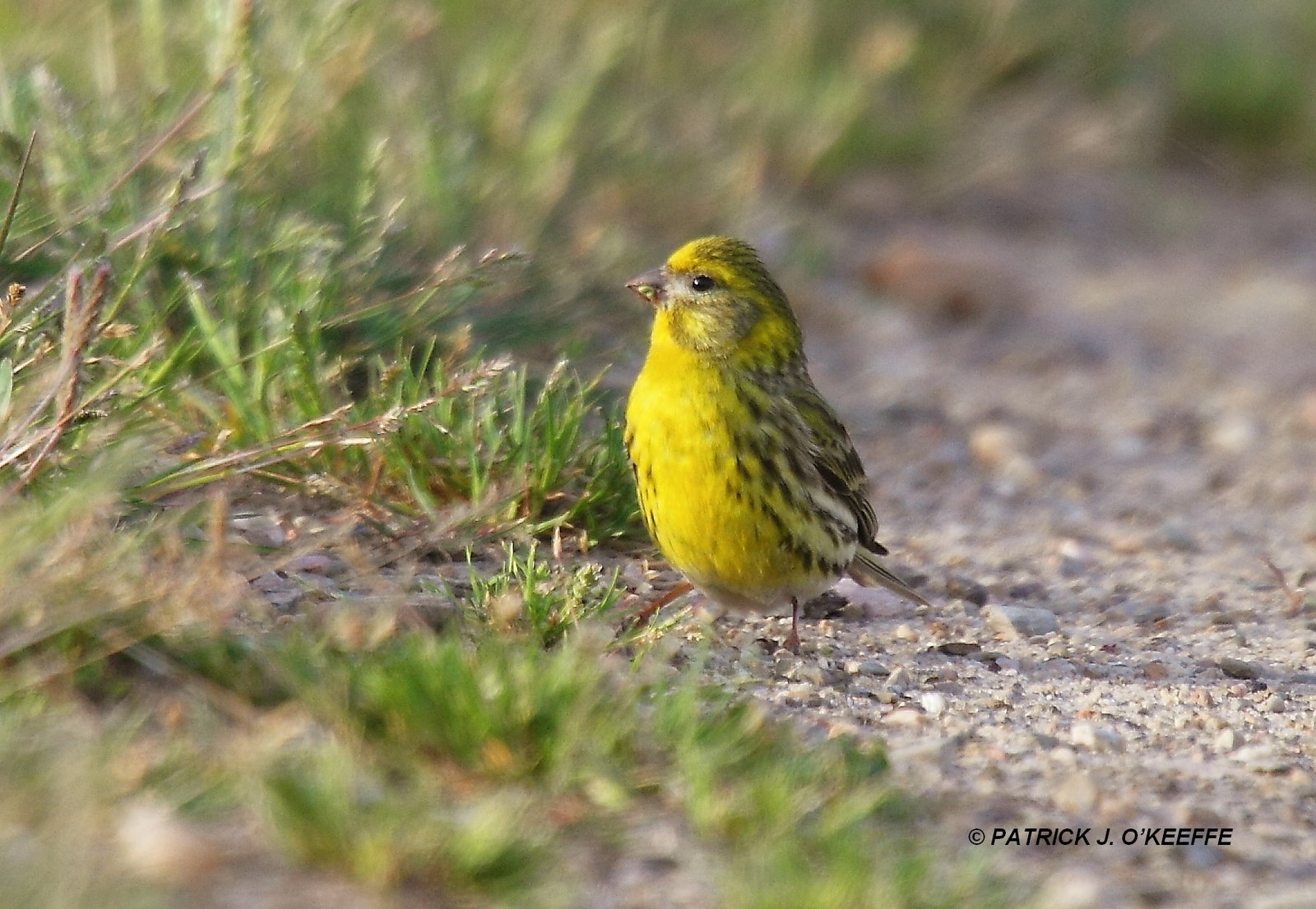 Raw Birds: SERIN Serinus serinus Almonte; Huelva; Spain