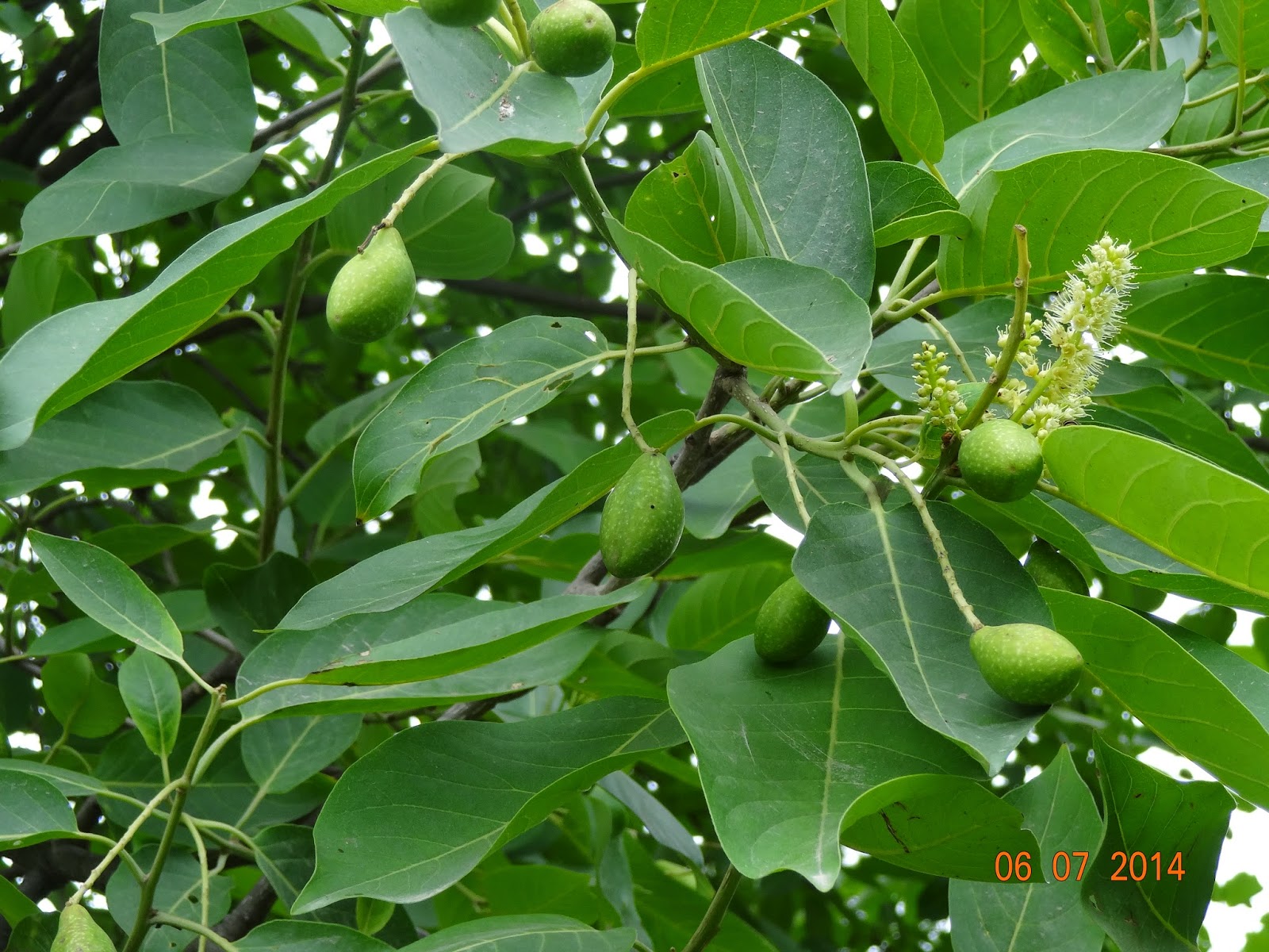 Plants of Lahore - Pakistan: Terminalia chebula- Hareer Tree