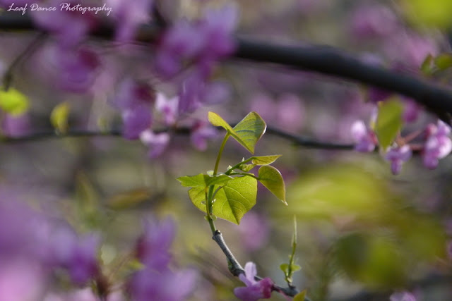 Leaf Dance Photography: Trees in Bloom #8 // Redbud // Part 2