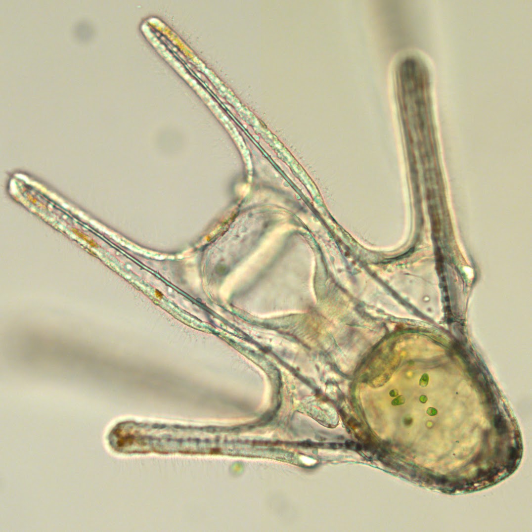 Invertebrate Embryology: Planktotrophy versus lecithotrophy