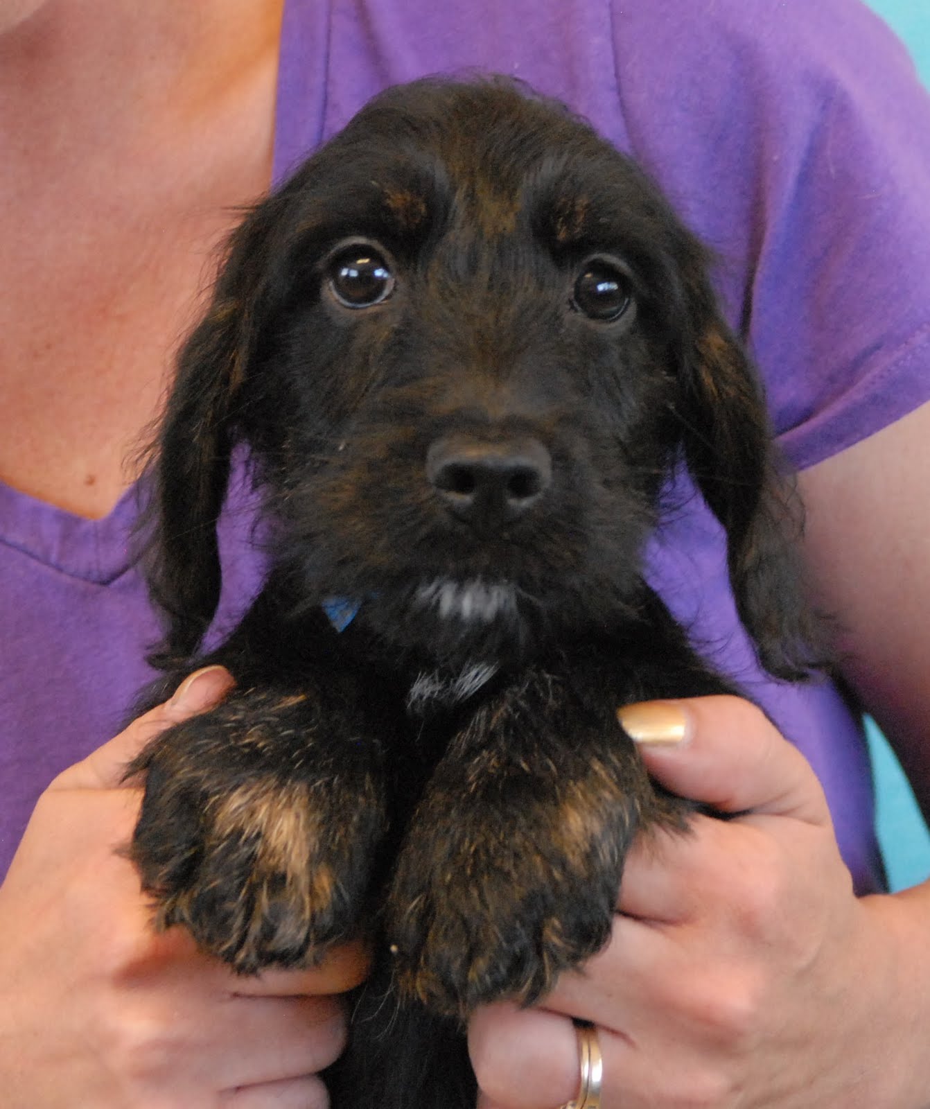 Cocker Spaniel Terrier Mix Puppies
