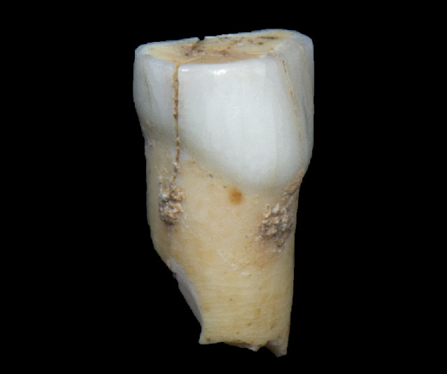 Neanderthal tooth discovered in Gibraltar's Vanguard Cave