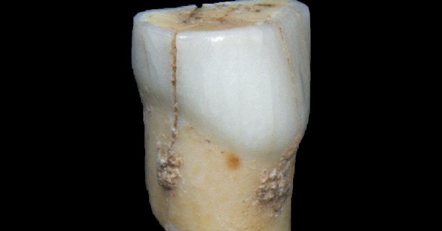 Neanderthal tooth discovered in Gibraltar's Vanguard Cave