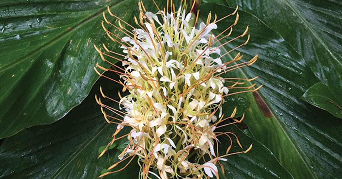 Species New to Science: [Botany • 2019] Hedychium ziroense ...