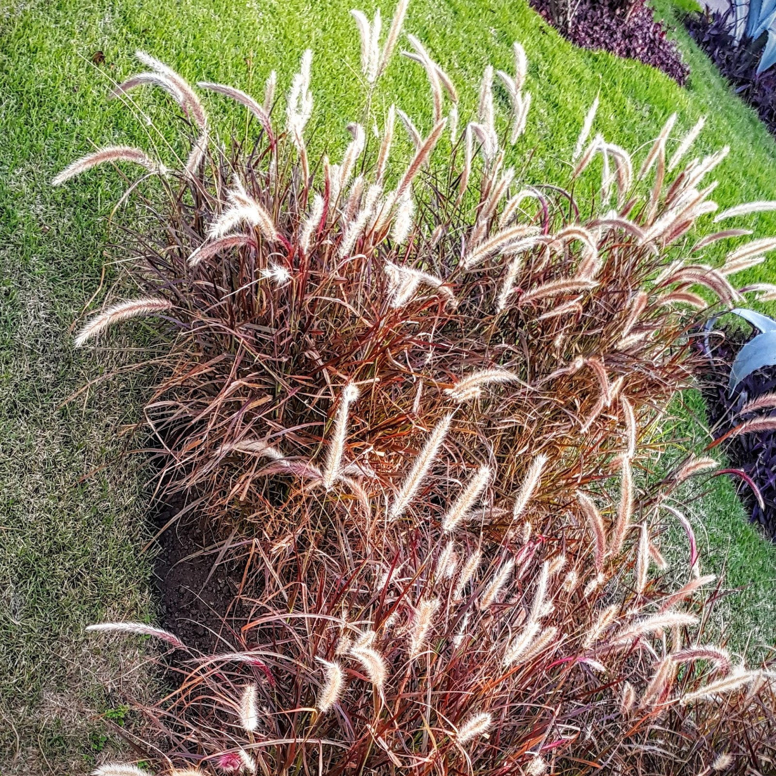 "Verdade//aspas" : 👪 Poaceae (Pennisetum setaceum 'Rubrum')