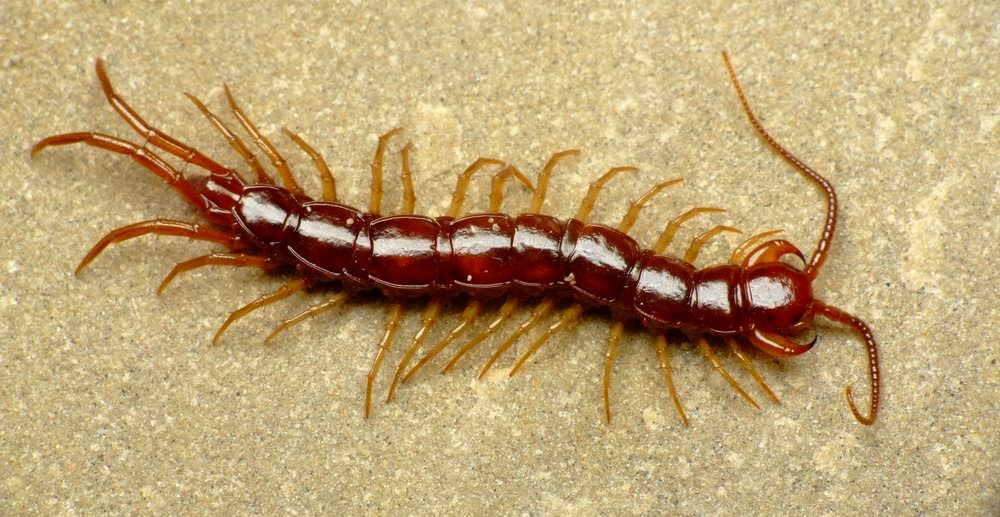 Variety of Life: Lithobiidae